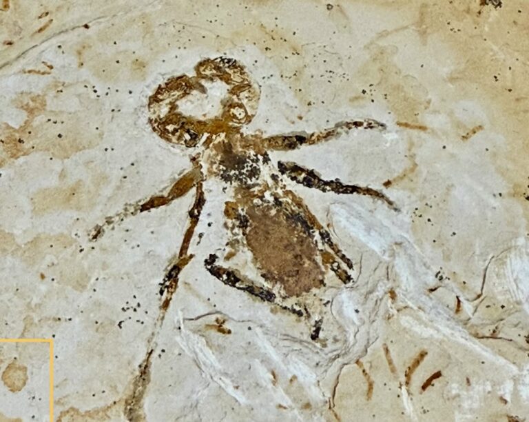 Acervo da URCA recebe fóssil repatriado de 100 milhões de anos - iBand CE